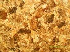 Nutshell Board by Kokoboard Co. Ltd. | Archello