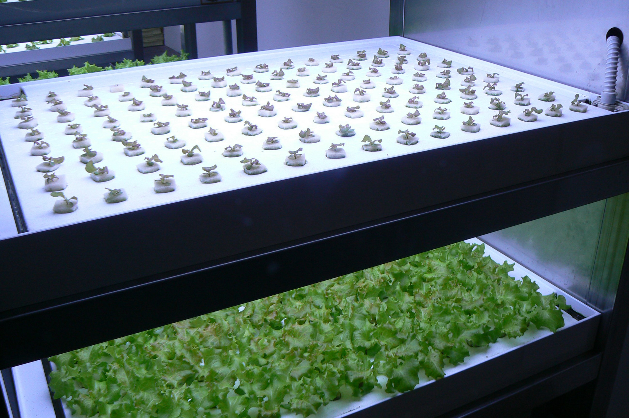 Gallery of Pasona H.Q. | Kono Designs | Media - 26