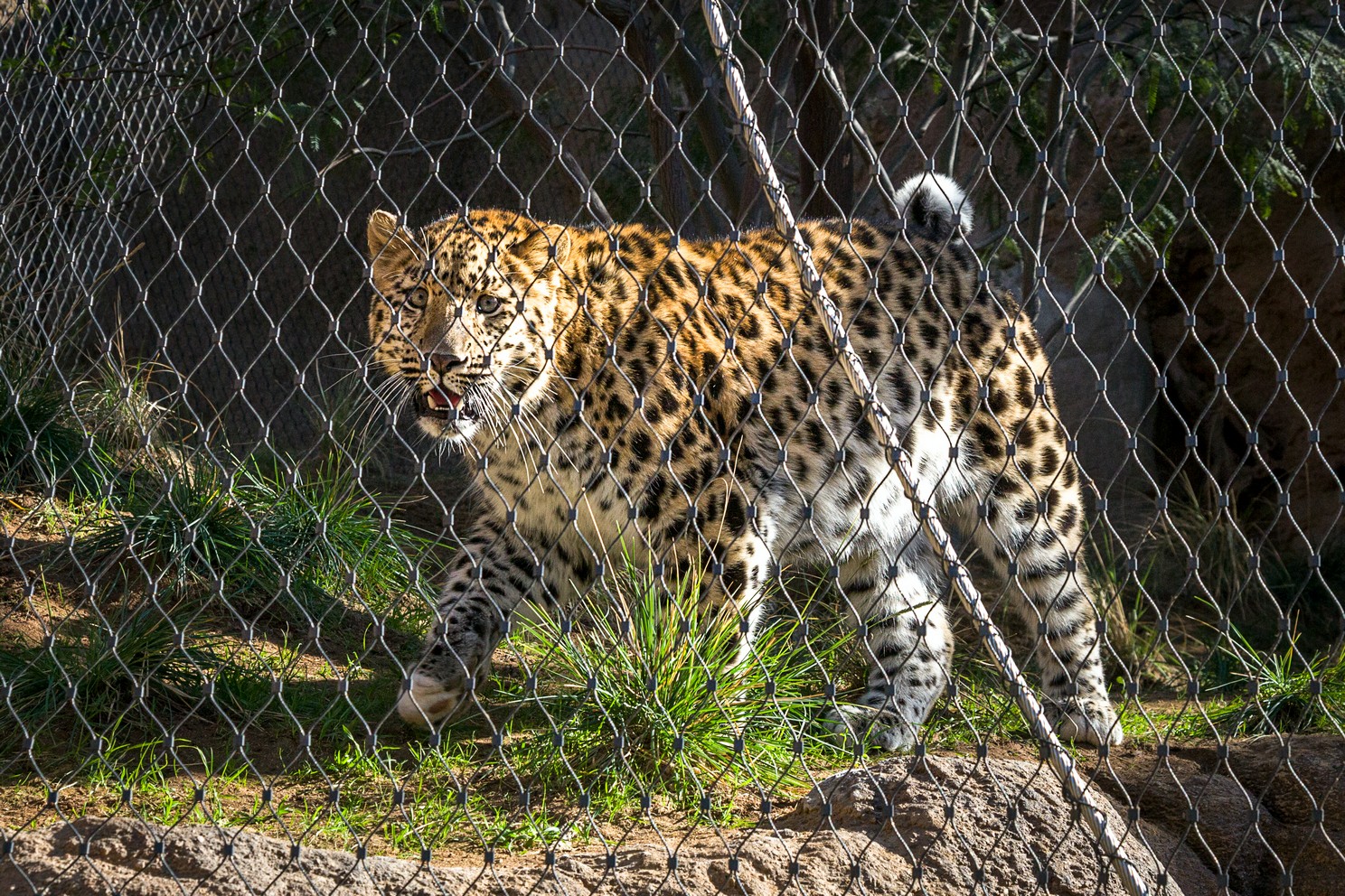 Gallery of Africa Rocks, San Diego Zoo, | Carl Stahl Architecture ...