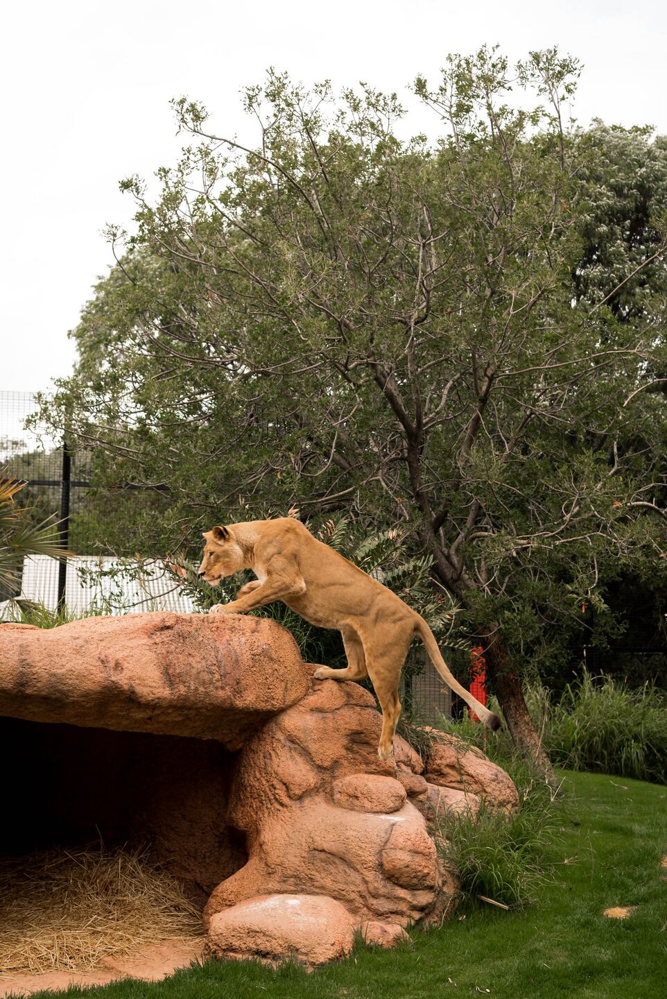 Gallery of Perth Zoo Lion Exhibit | Iredale pedersen hook architects ...