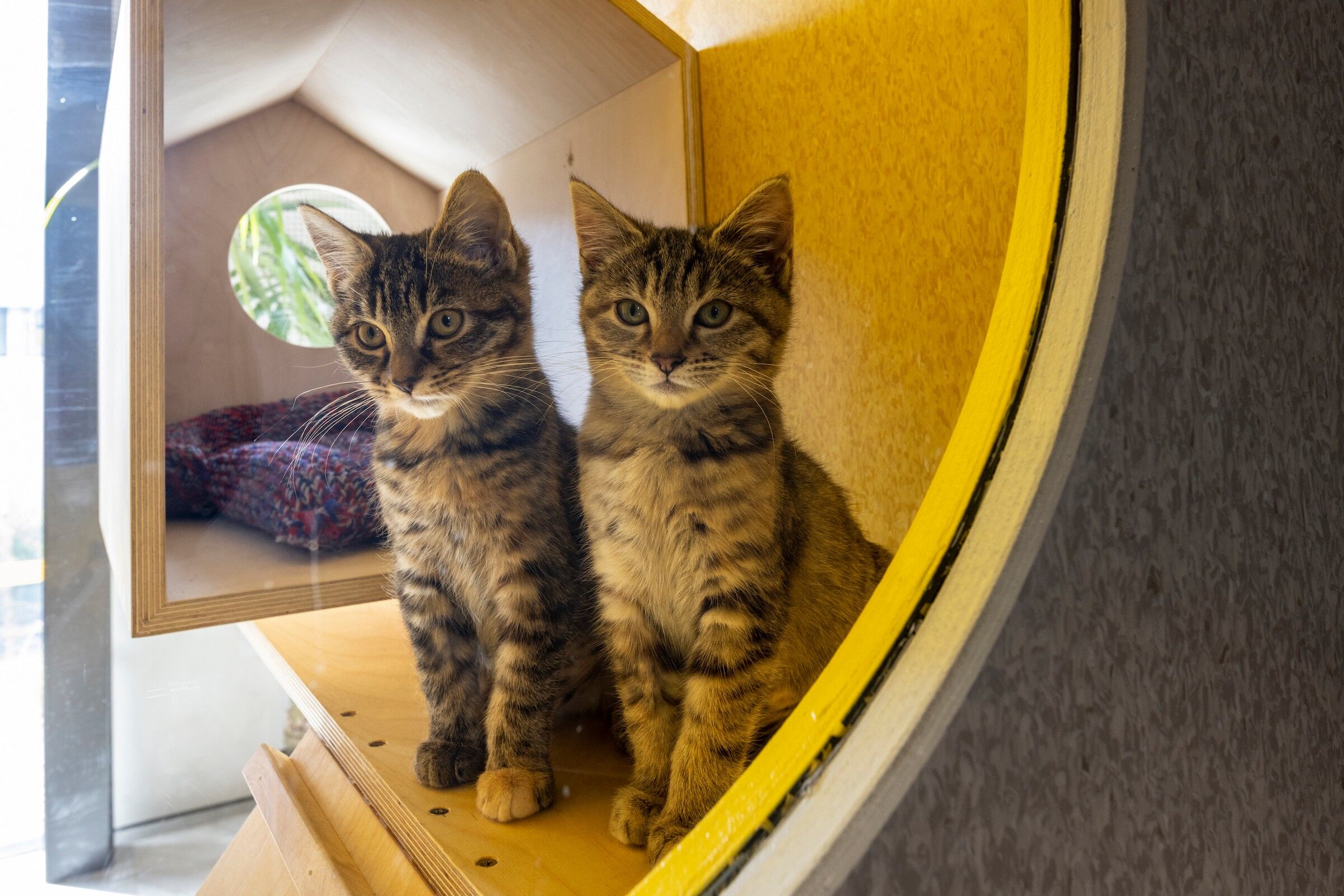 Gallery of Blacktown Animal Rehoming Centre (BARC) | Sam Crawford ...